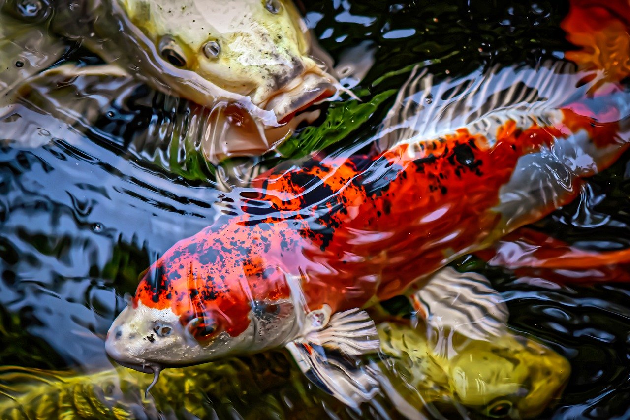 Considerations to Make While Designing Your Koi Pond - Duncan's Landscaping