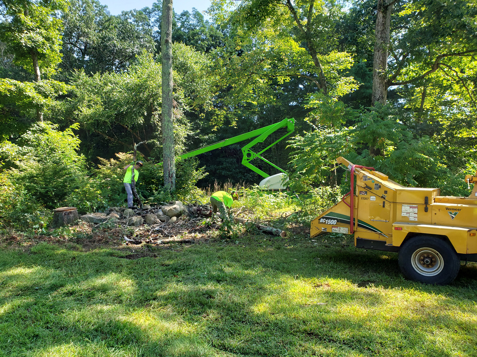 4 Considerations Before Hiring a Tree Removal Service - Beaver Tree Service