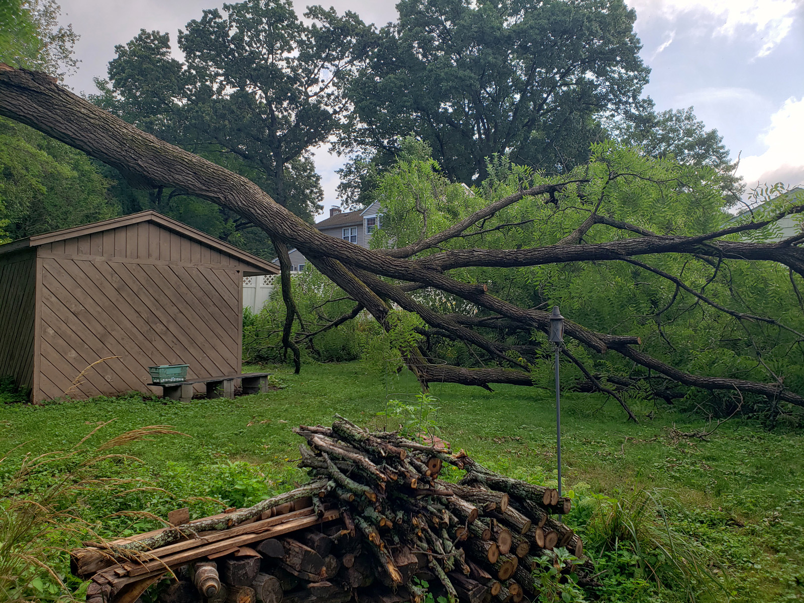 Why You Need a Tree Service - Beaver Tree Service